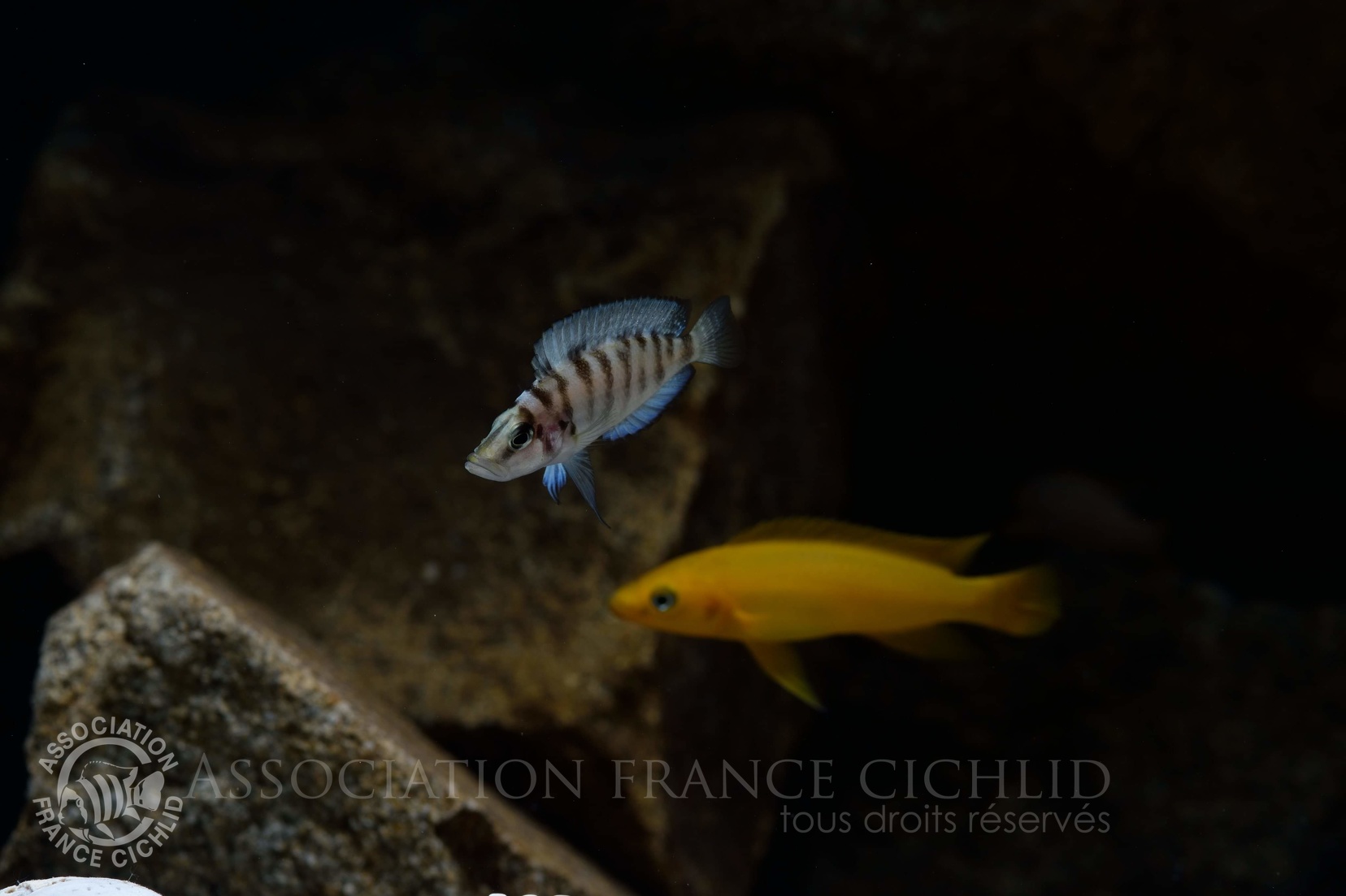 Apistogramma sp. "D39" | Panorama des Cichlidés AFC
