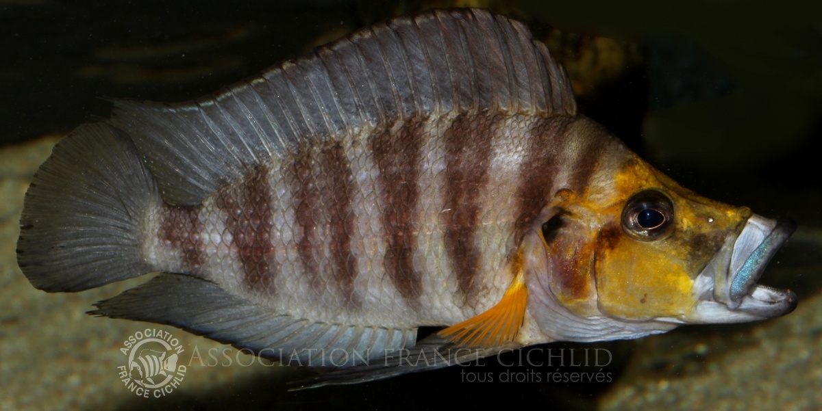 Apistogramma sp. "D39" | Panorama des Cichlidés AFC